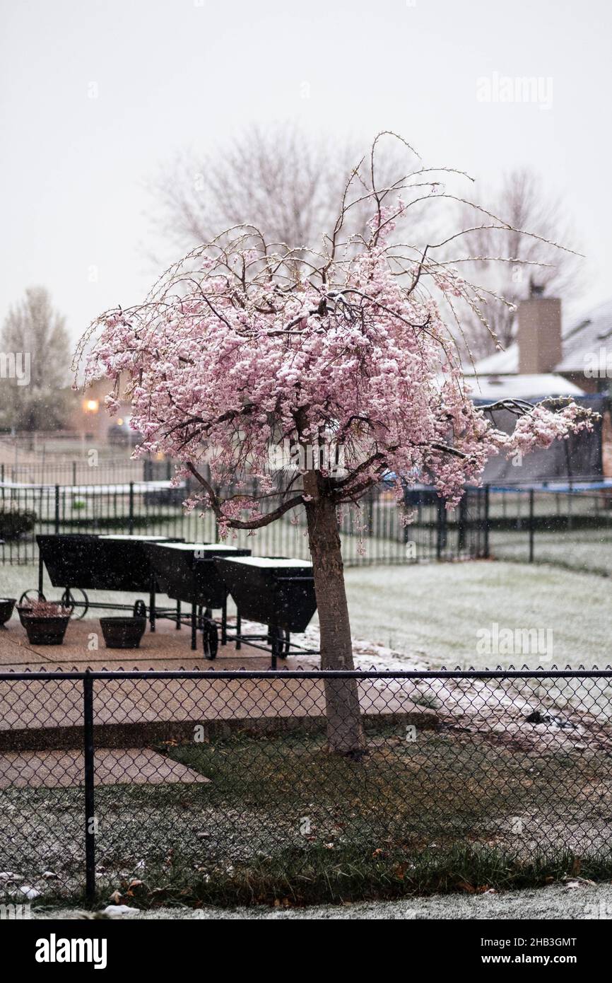 Snowy cherry tree hi-res stock photography and images - Alamy