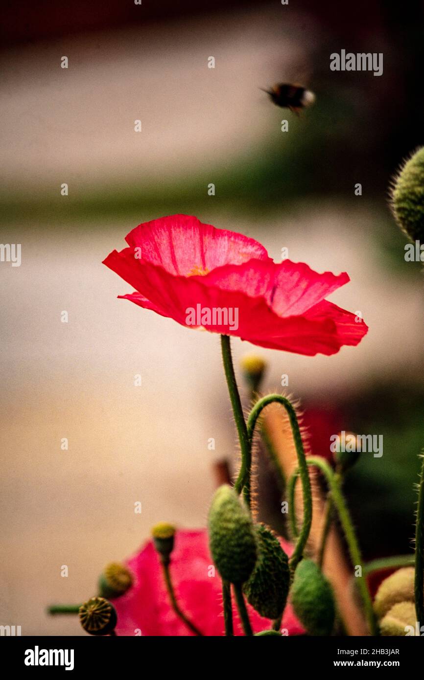 Poppy flower as a symbol of natures structures and beauty in their ...