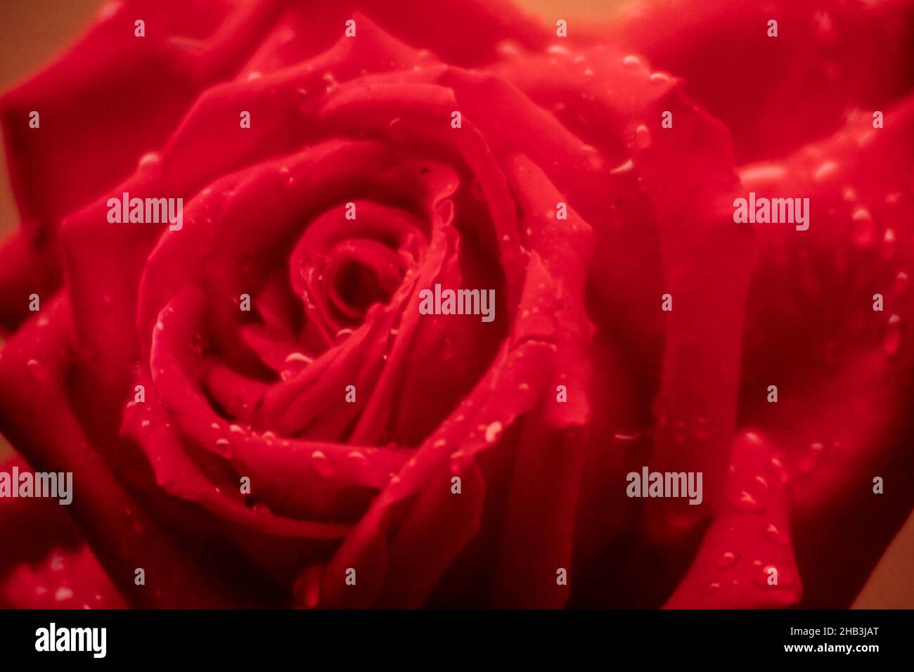 Romantic red rose, natural close-up flower portrait Stock Photo - Alamy