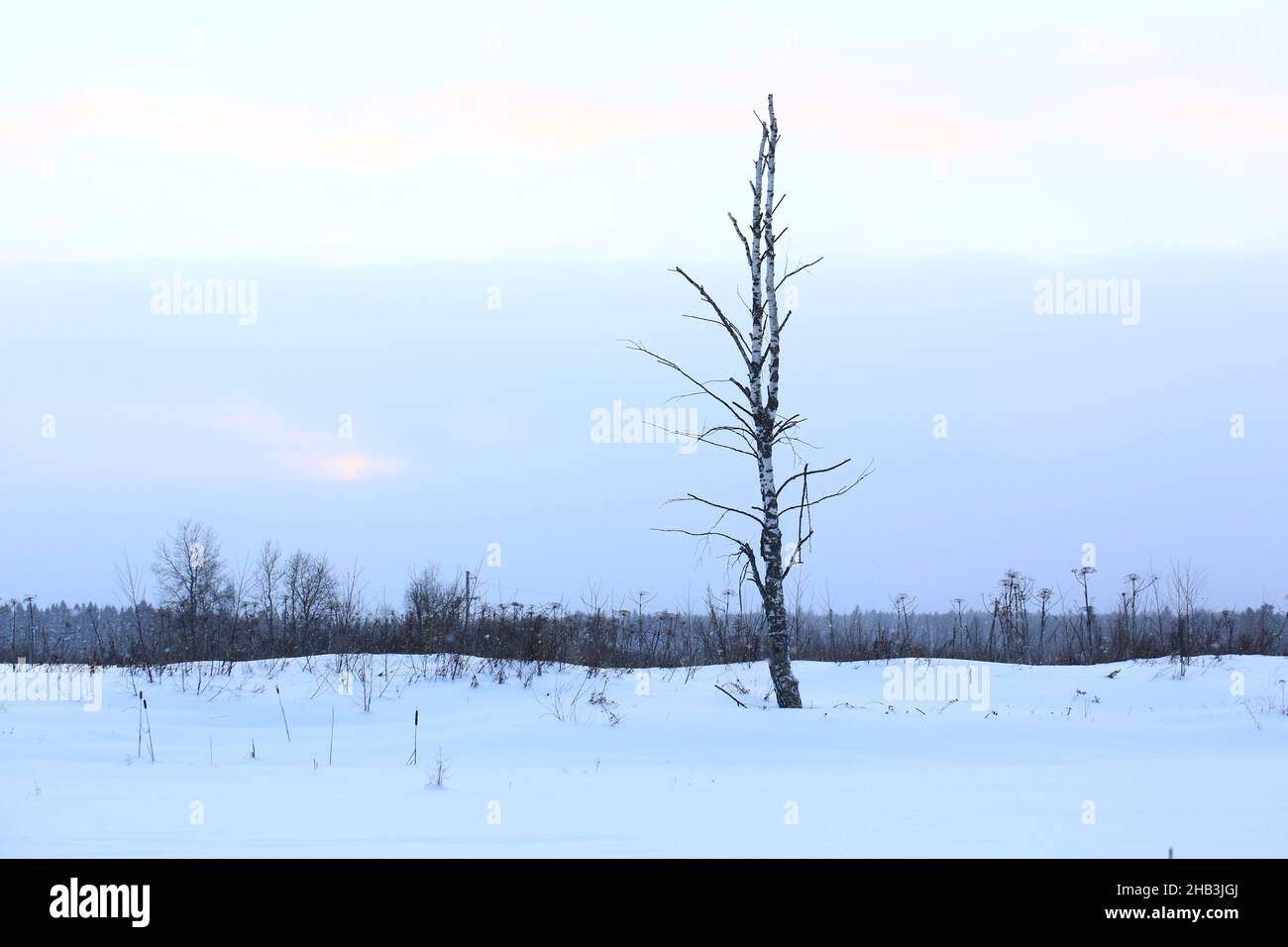 Lonely tree in magical hi-res stock photography and images - Alamy