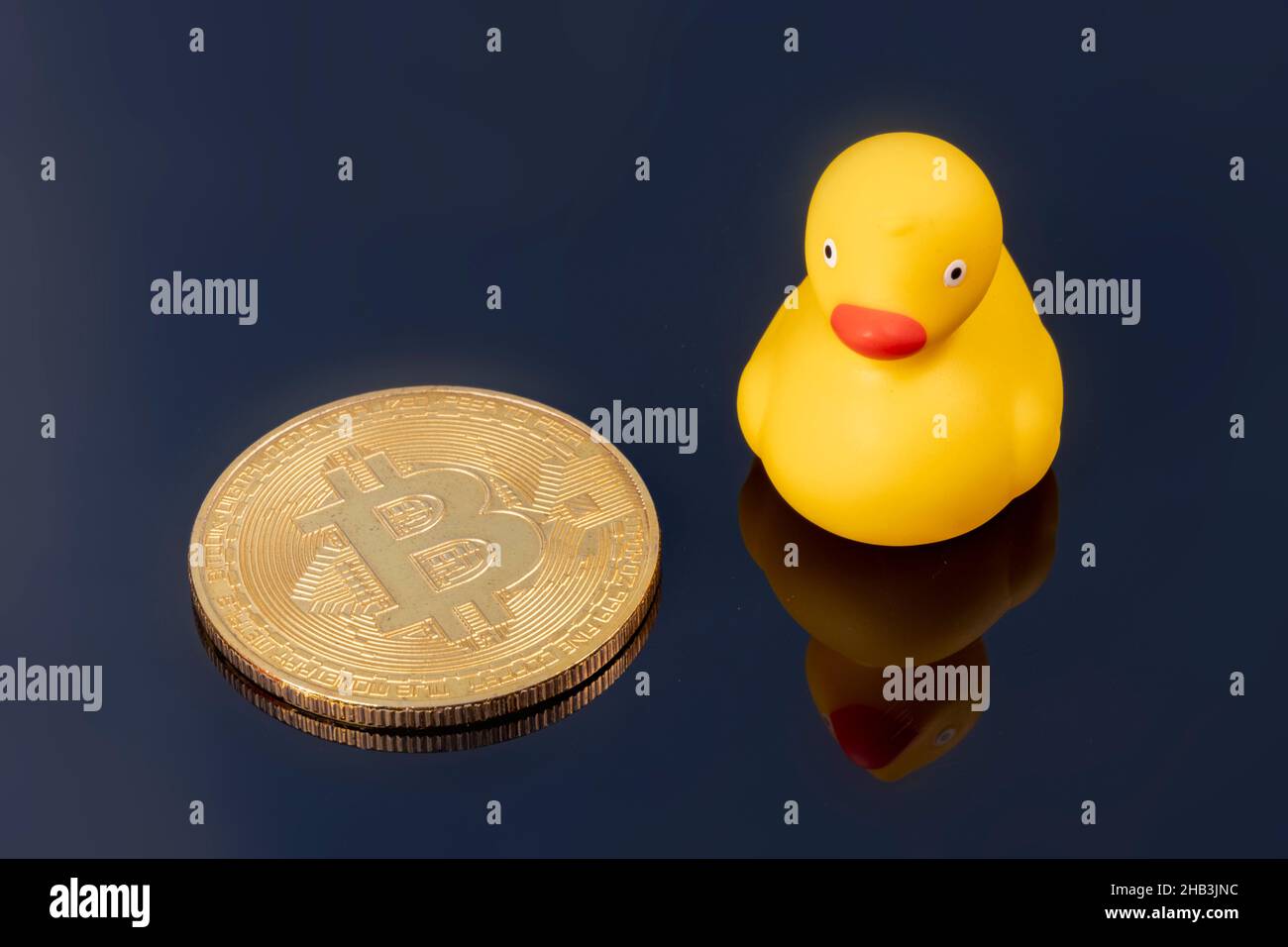 High angle view on yellow rubber duck standing next to golden bitcoin ...