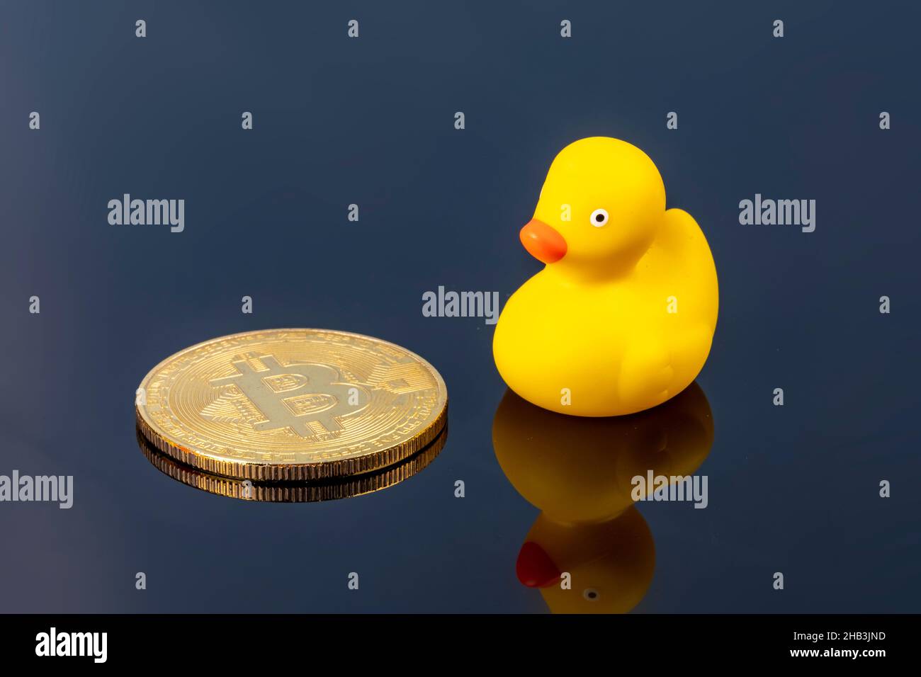High angle view on yellow rubber duck standing next to golden bitcoin ...