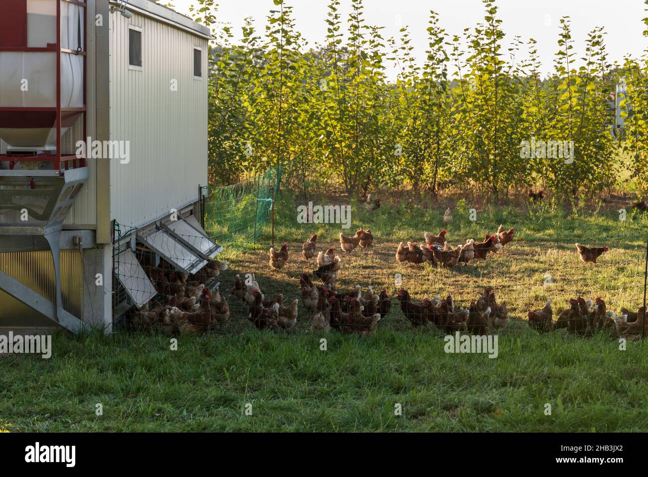Free range chickens in fenced area Stock Photo - Alamy