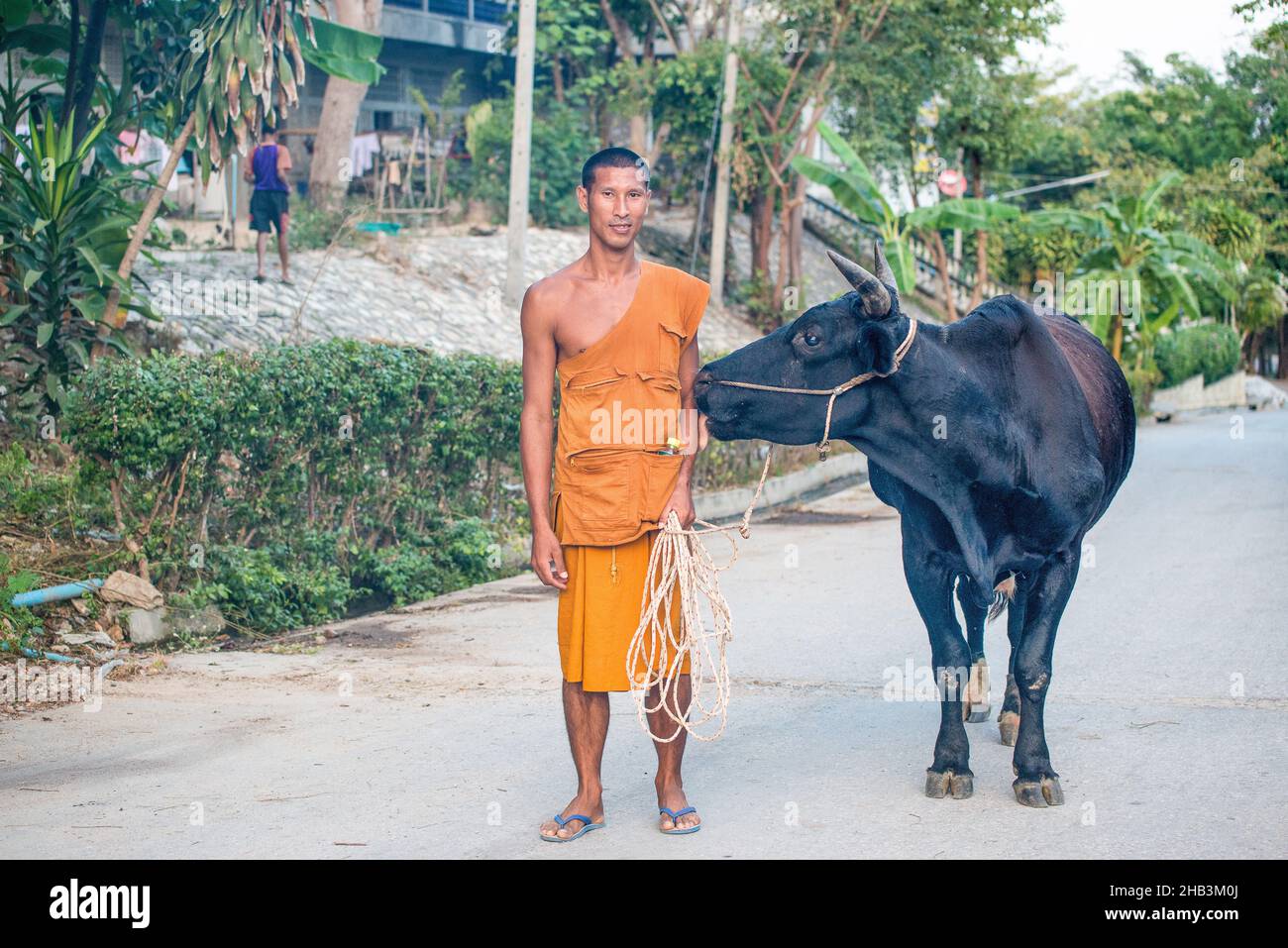 Buddhist monk with a cow at a monastery in Hua Hin, Thailand Stock ...