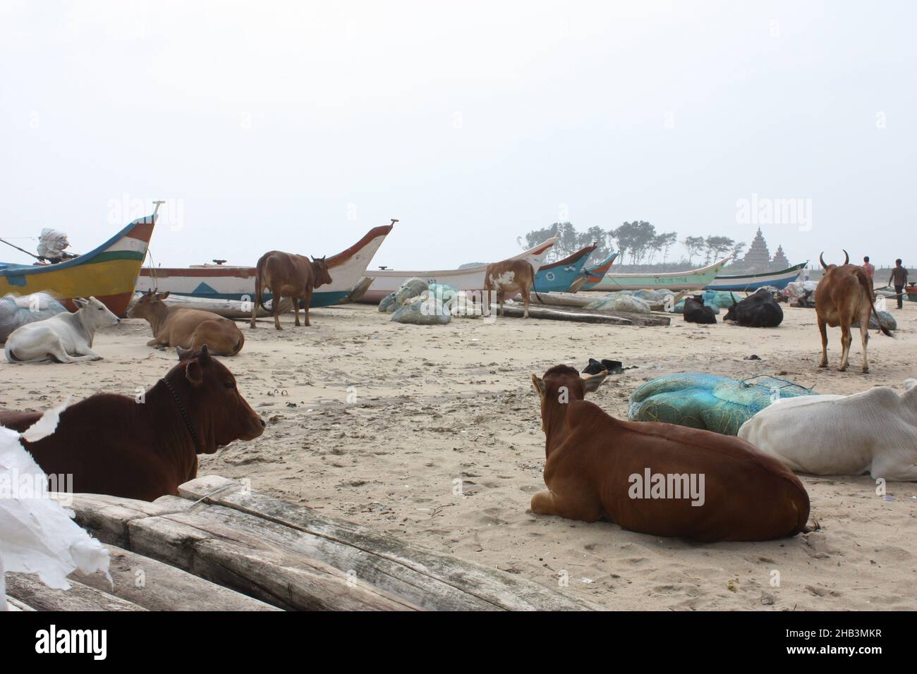 Cow boat hi-res stock photography and images - Alamy