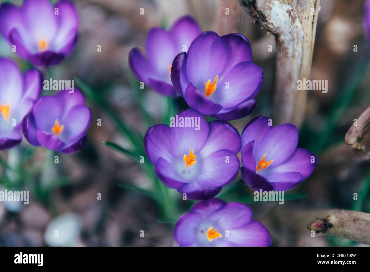 Crocus flowers in the garden Stock Photo - Alamy