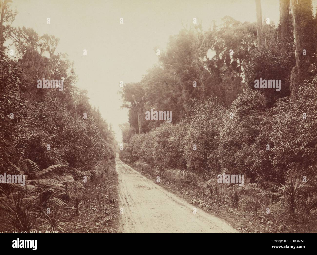 In Forty Mile Bush, Burton Brothers studio, circa 1890, Wairarapa ...