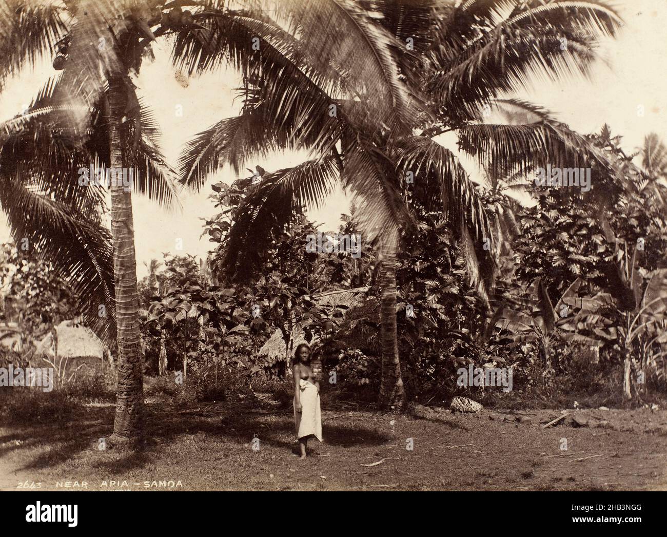 Near Apia - Samoa. From the album: Views of New Zealand Scenery, Burton ...