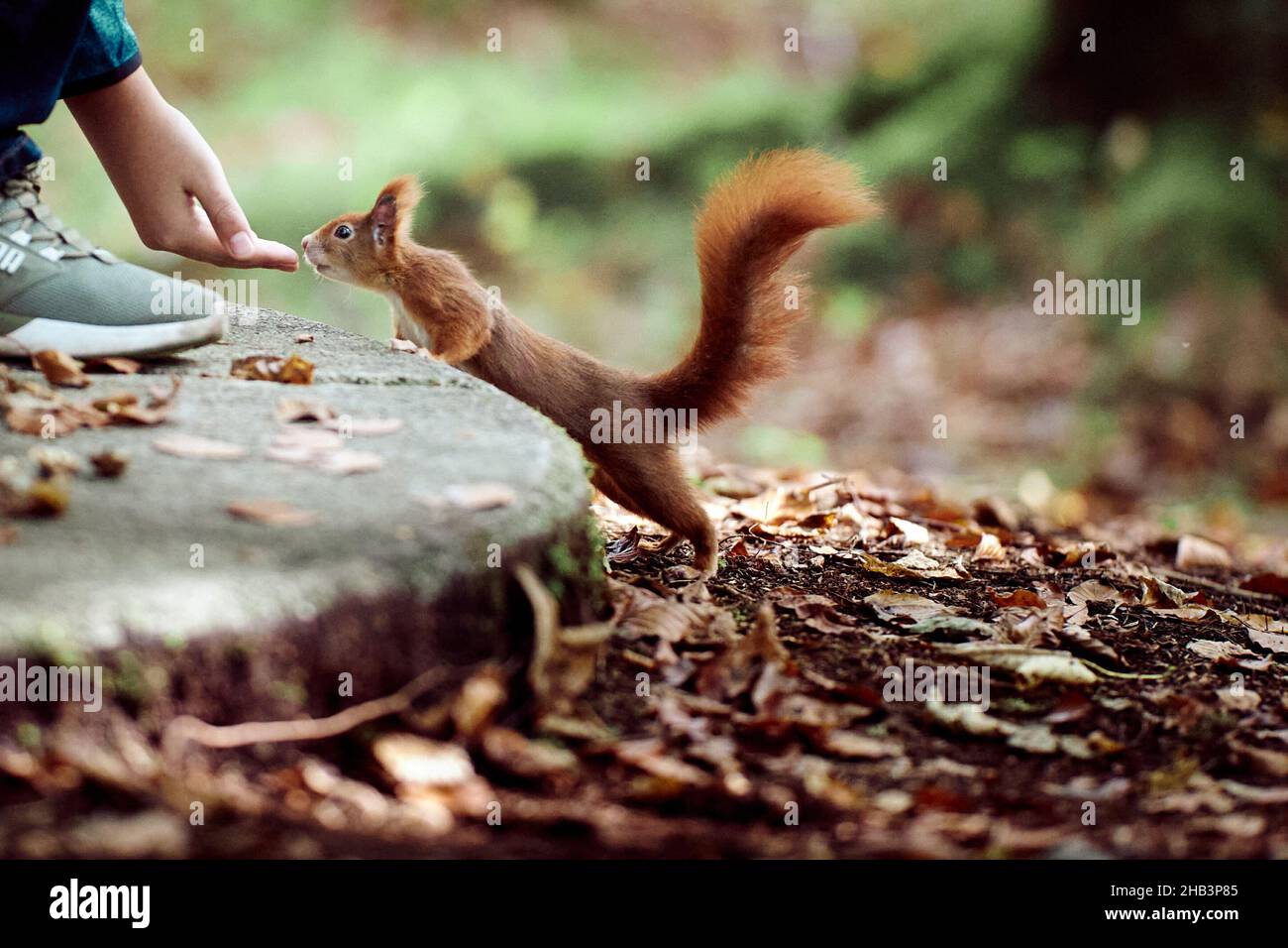 Shallow focus shot curious hi-res stock photography and images - Alamy