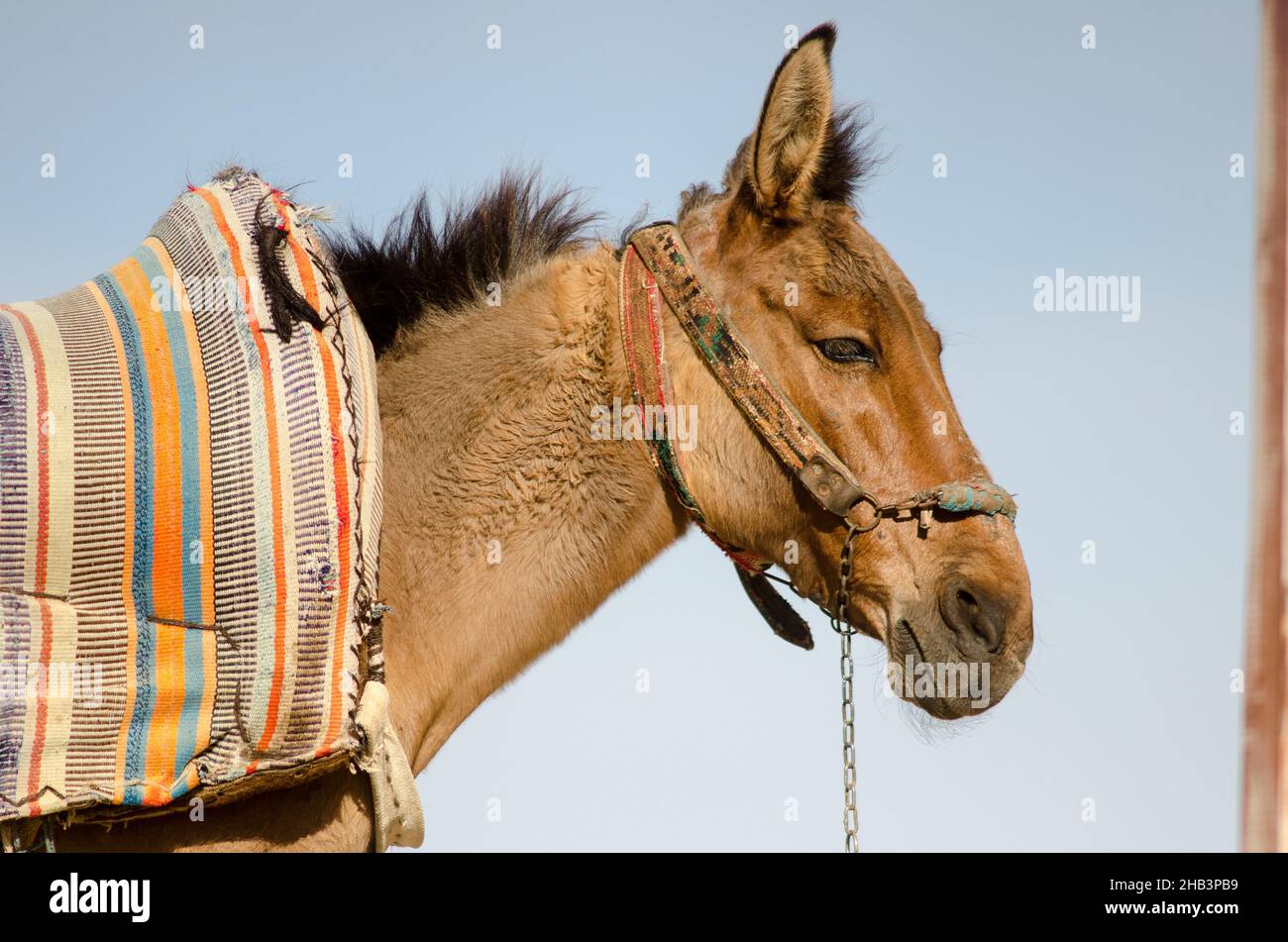Portrait of a mule with a colorful saddle Stock Photo - Alamy