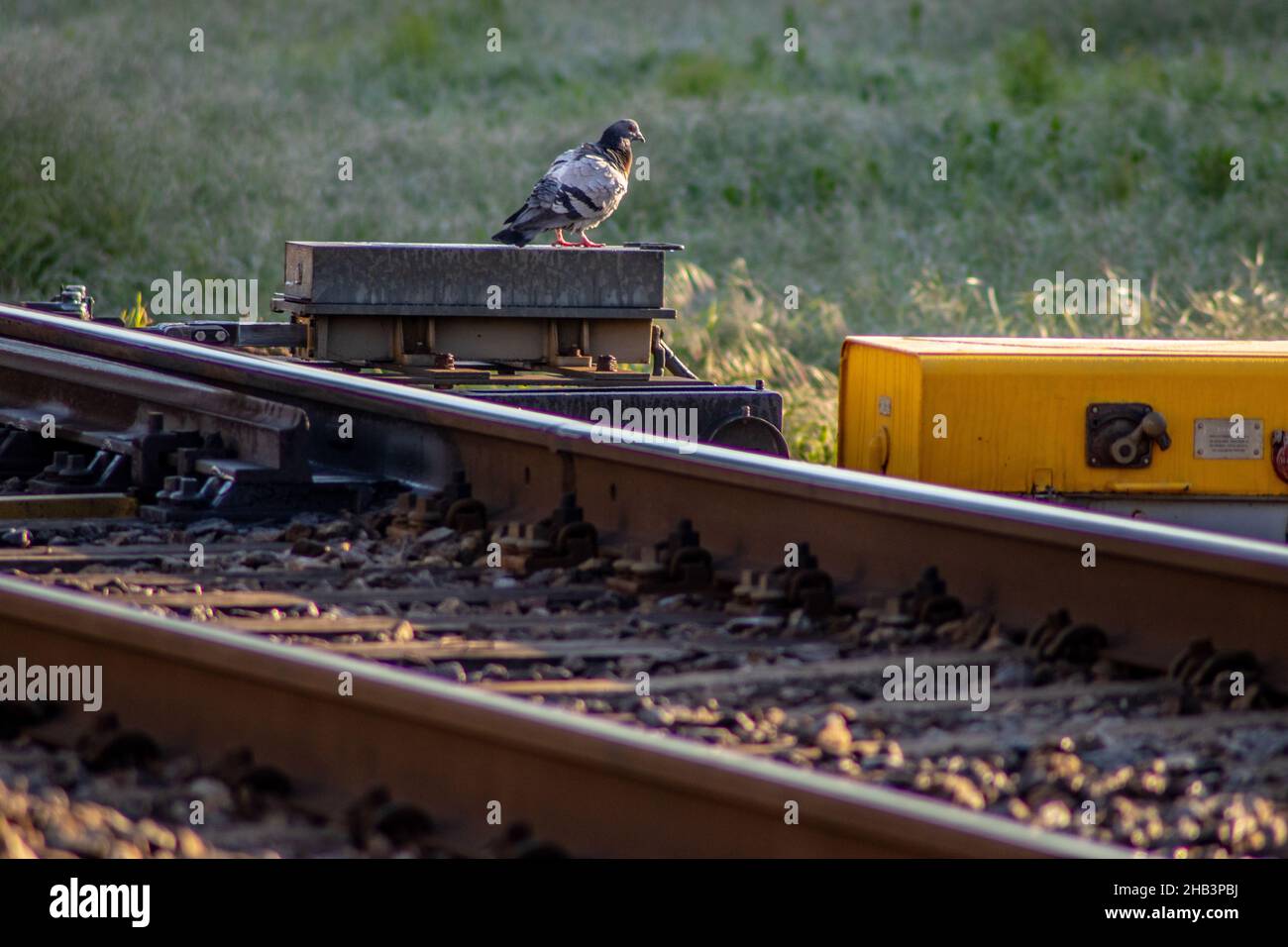 Closeup of a Feral pigeon sitting on the rails of the trains Stock ...