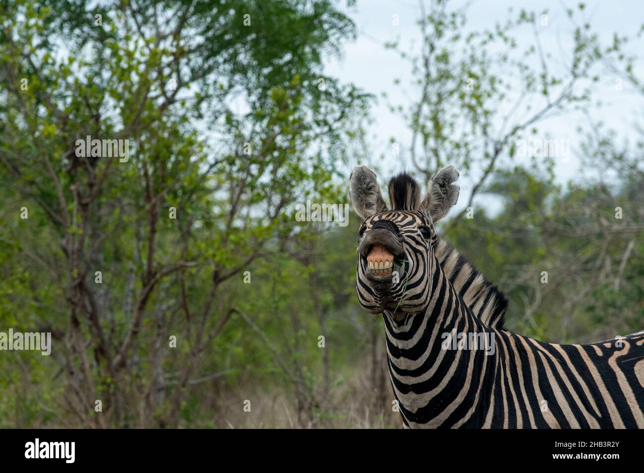 Zebra mating hi-res stock photography and images - Alamy