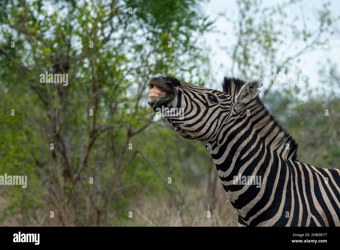Zebra mating hi-res stock photography and images - Alamy
