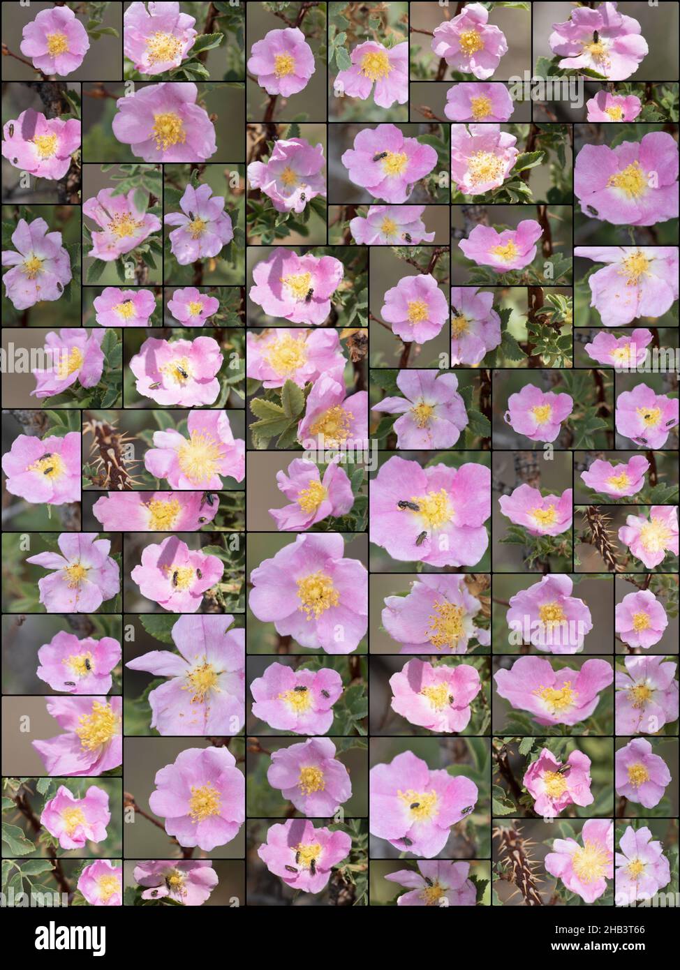 Corymb inflorescence hi-res stock photography and images - Alamy