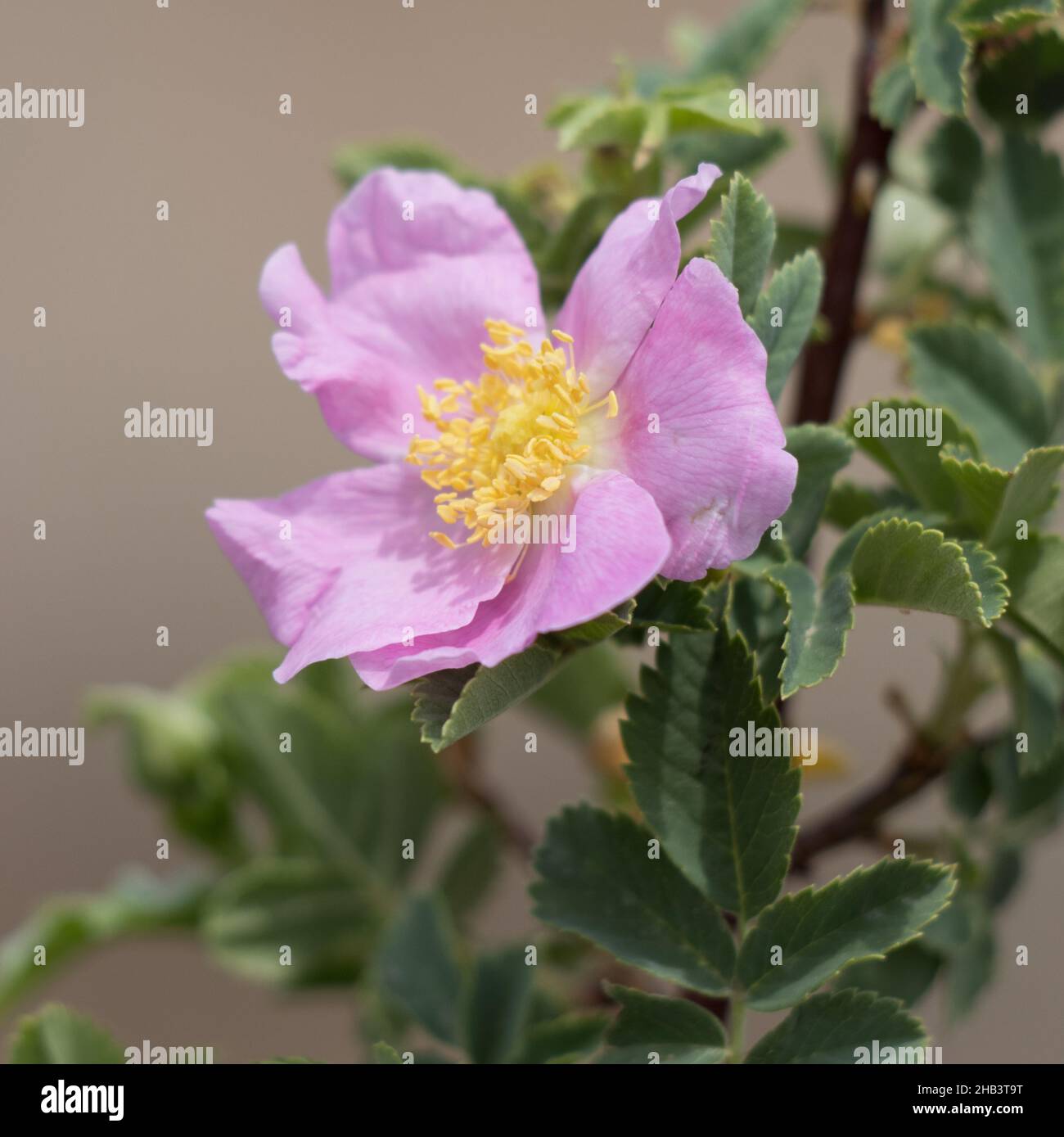 Corymb inflorescence hi-res stock photography and images - Alamy