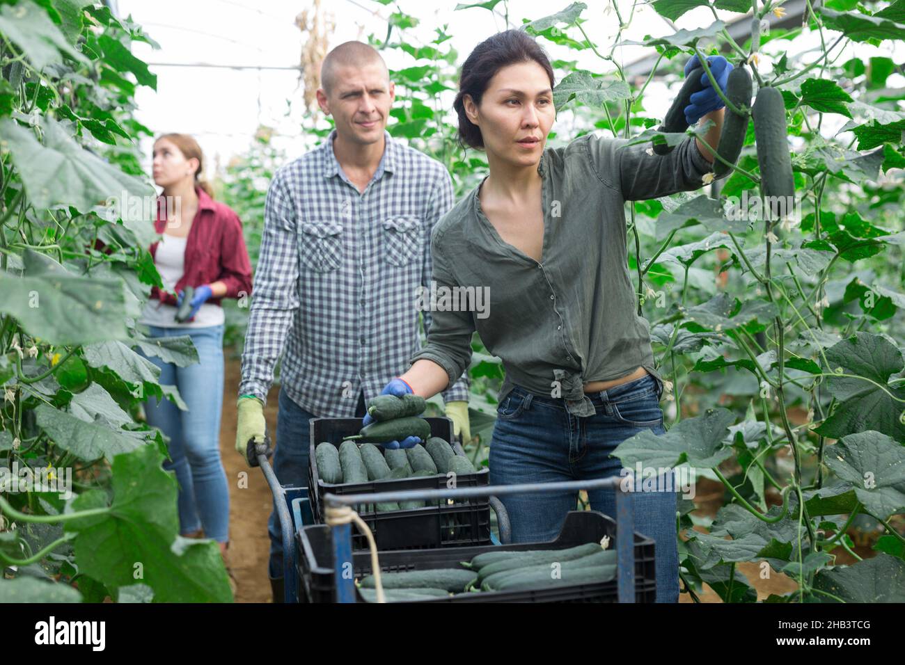 European cucumbers hi-res stock photography and images - Alamy