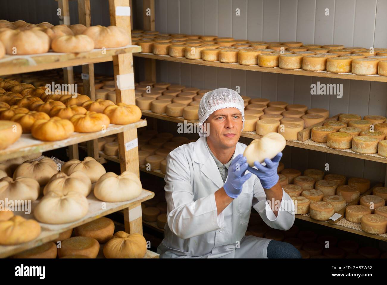 Cheese maker controlling maturing process of cheese wheels Stock Photo ...