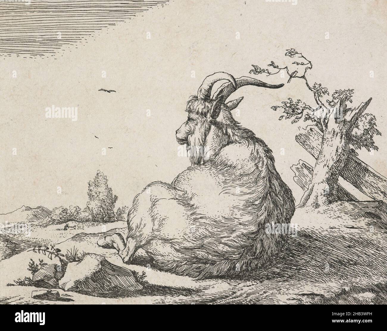 Goats: Plate 2: A goat resting., Marcus de Bye, etcher, Mid 17th ...