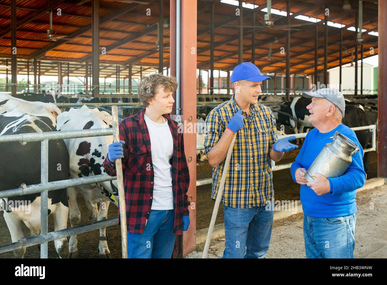 Milk farm workers talking in cowhouse Stock Photo - Alamy