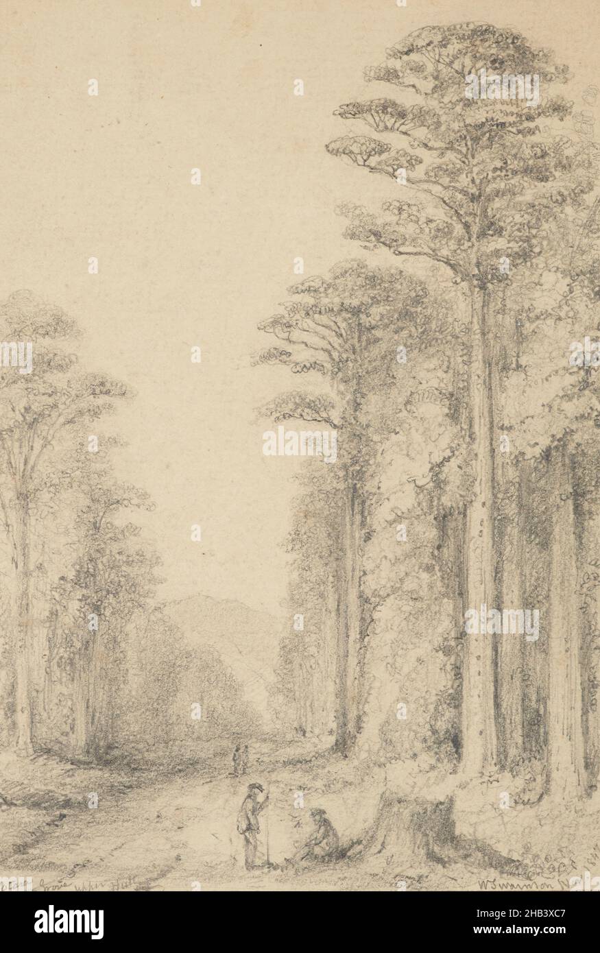 Totara Grove, Upper Hutt, William Swainson Senior, 1847, drawing Stock ...