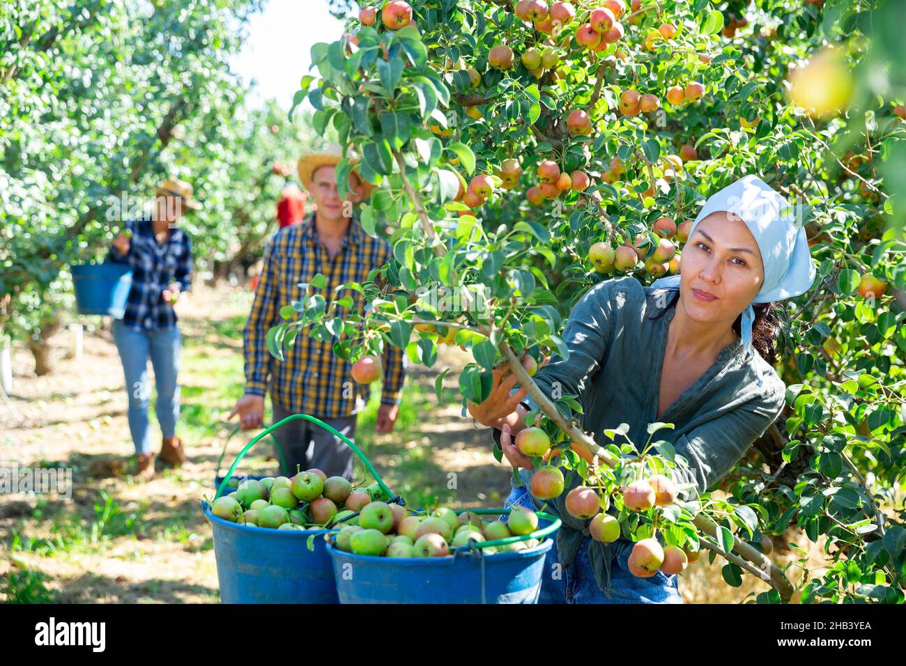 Portuguese pears hi-res stock photography and images - Alamy