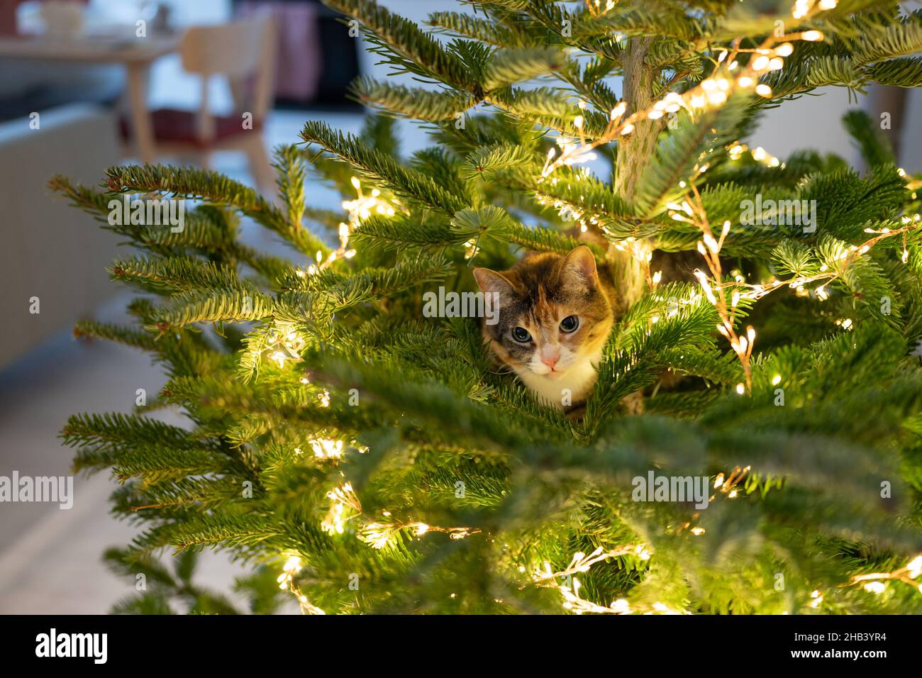 Cat sits inside the Christmas tree surrounded by LED garland, stuck or ...