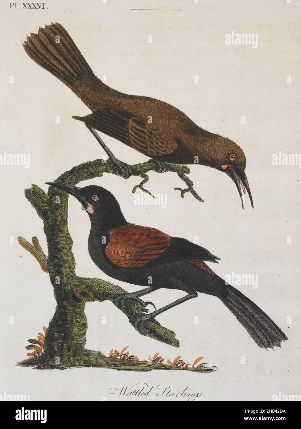The wattled Starling(Saddleback) Plate XXXVI. From the book A General ...