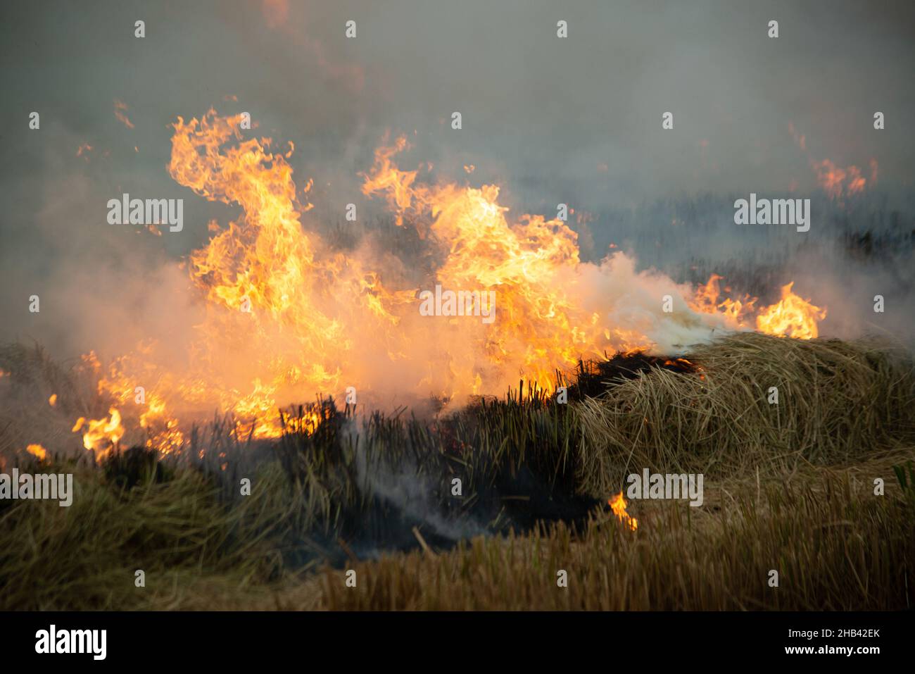 fire in the field where farmers burned to destroy grass and dry paddy ...