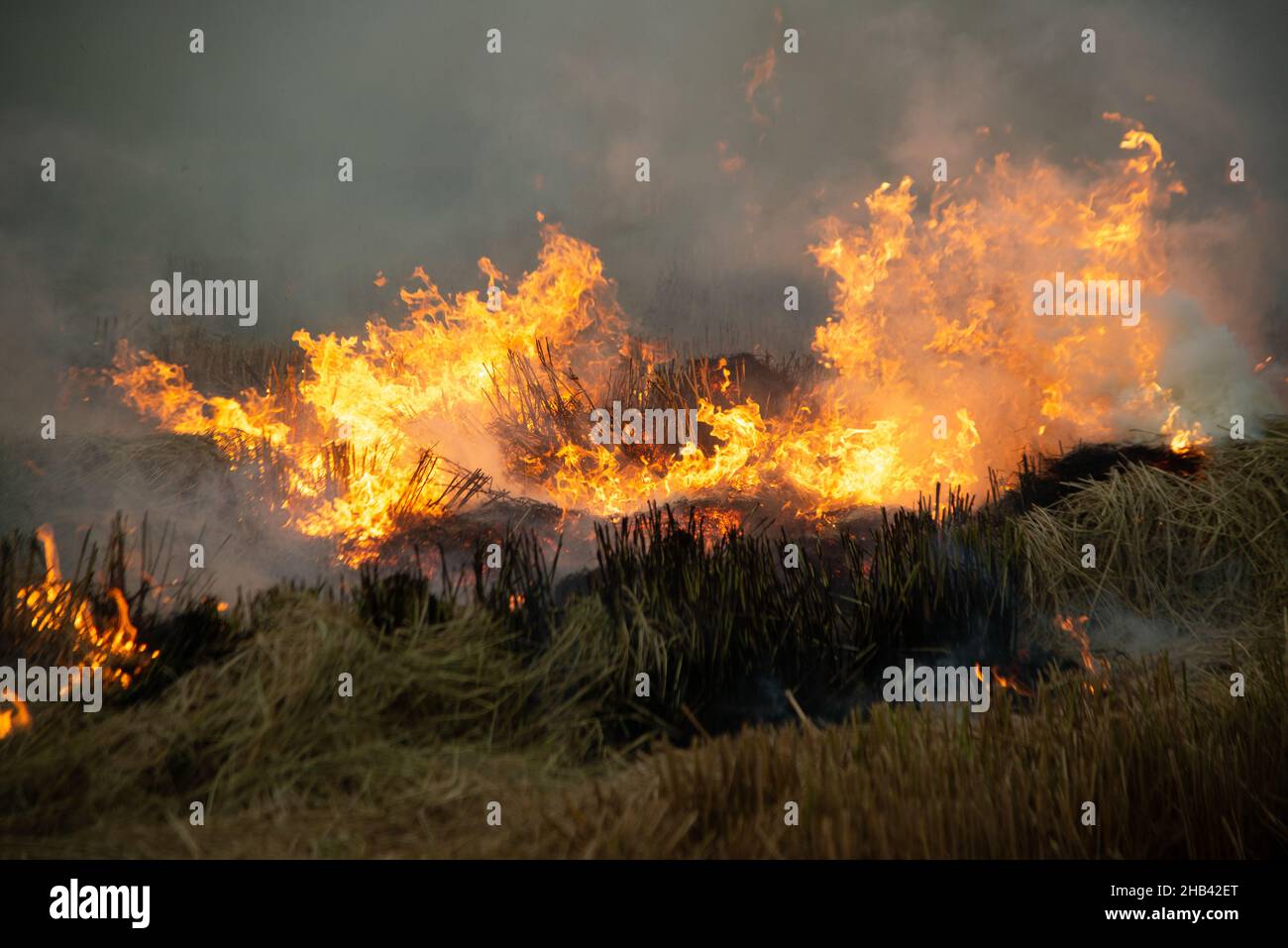 fire in the field where farmers burned to destroy grass and dry paddy ...