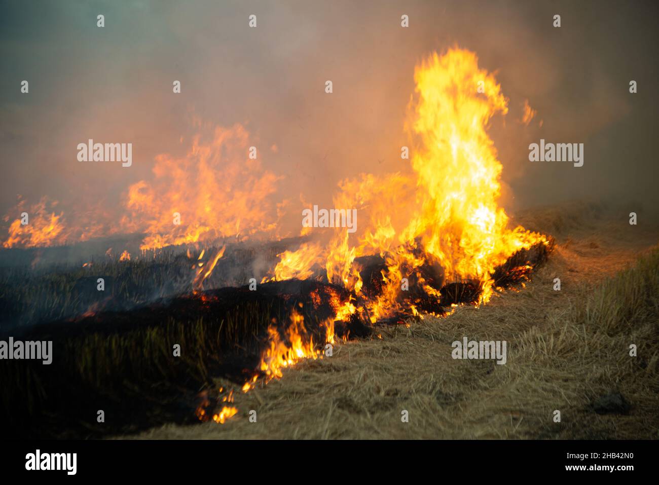 fire in the field where farmers burned to destroy grass and dry paddy ...