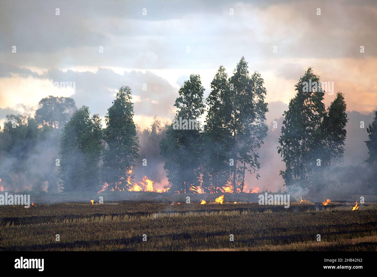 fire in the field where farmers burned to destroy grass and dry paddy ...
