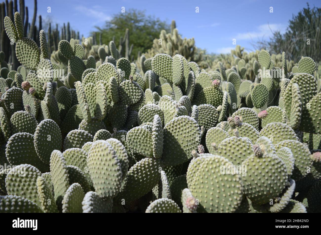 Closeup of a field of Prickly-pear cactus Stock Photo - Alamy