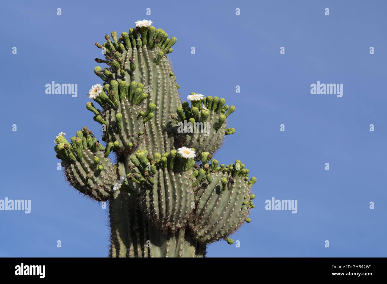Curved flowers hi-res stock photography and images - Alamy