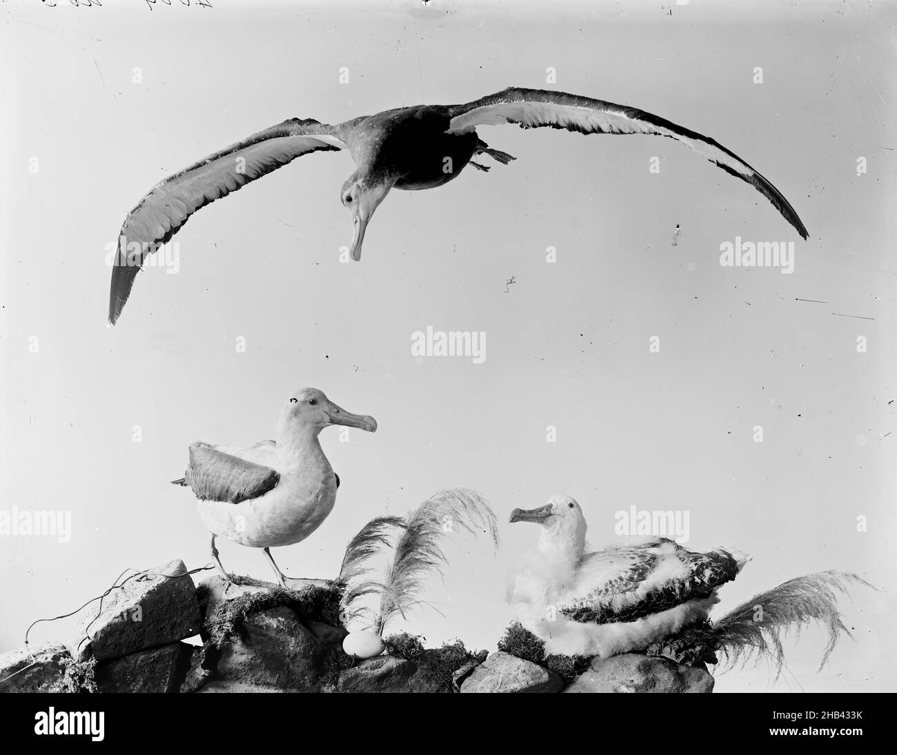[Albatross, group], Burton Brothers studio, photography studio, Dunedin ...