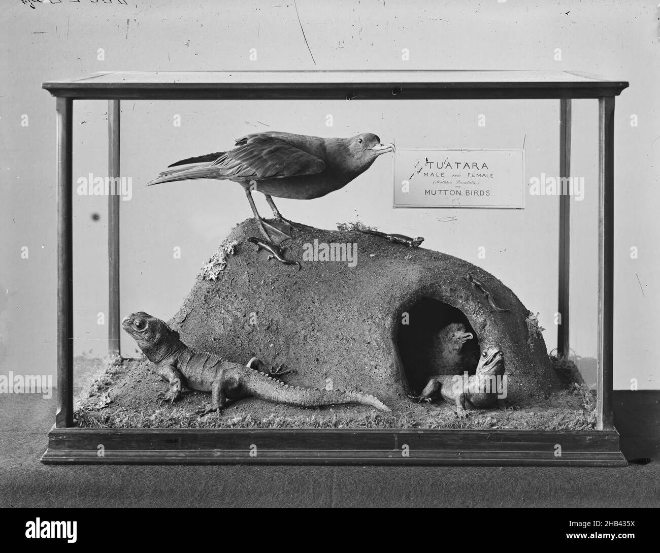 [Tuatara lizards and Muttonbirds], Burton Brothers studio, photography ...