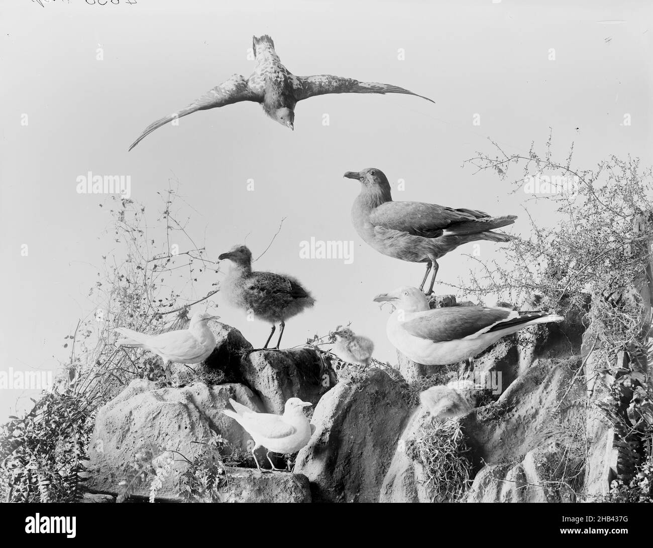 [Skua Gull, Blackbacked Gull, young Little Gull, and Cape Pigeon ...