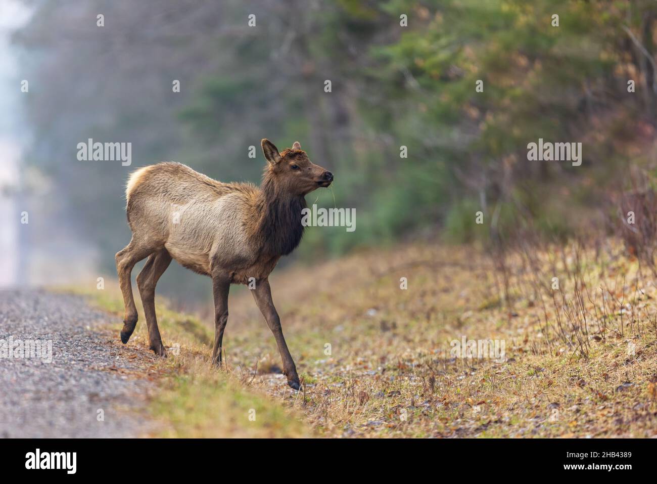 Elk crossing the road hi-res stock photography and images - Alamy