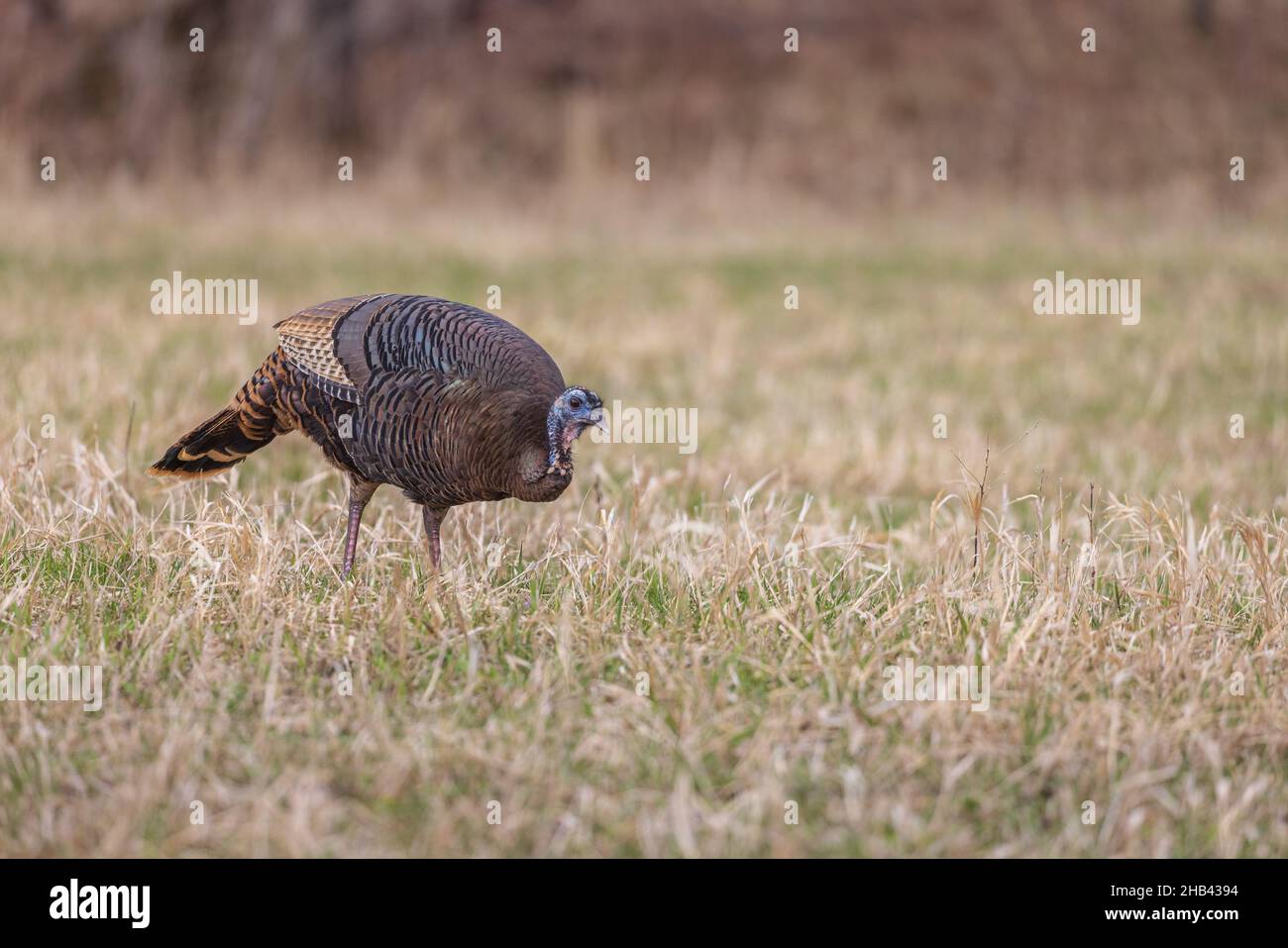 Hen wild turkey feeding in northern Wisconsin Stock Photo - Alamy