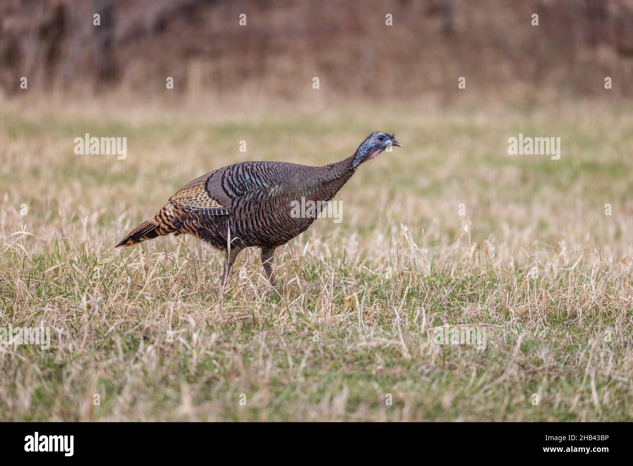 Hen wild turkey feeding in northern Wisconsin Stock Photo - Alamy