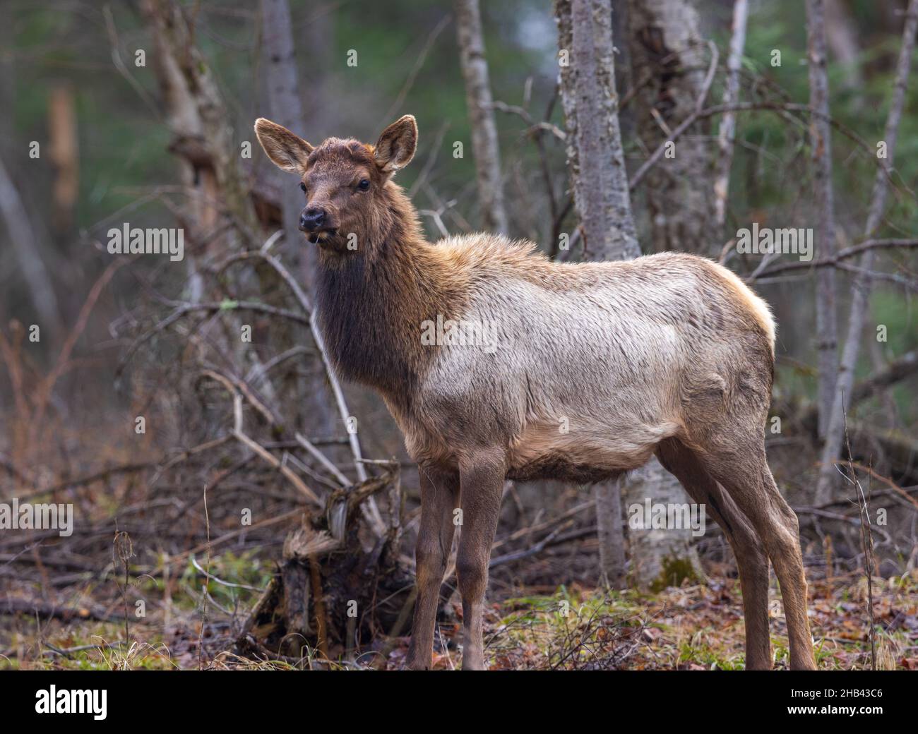 Young elk in northern Wisconsin Stock Photo - Alamy