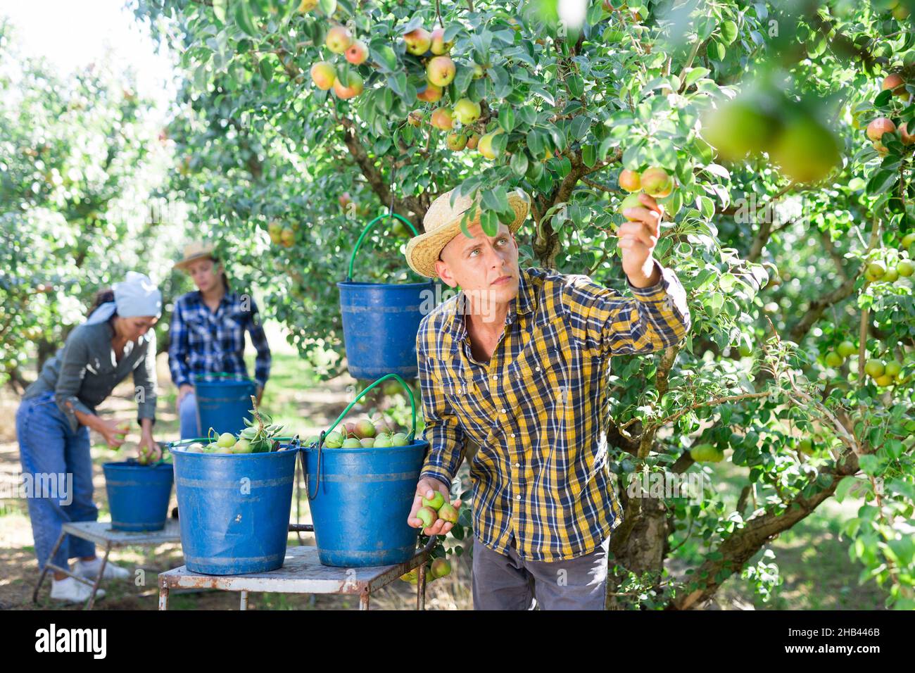 Picking pears garden hi-res stock photography and images - Alamy