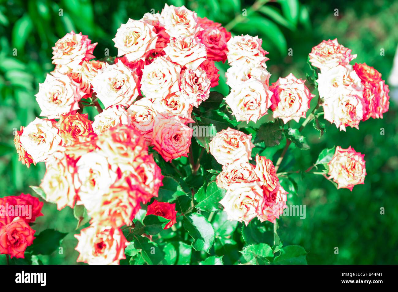 Roses at green . Growing pink flowers in the garden Stock Photo - Alamy