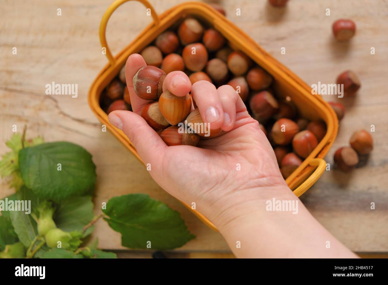 Hazelnut basket hand pouring nuts hi-res stock photography and images ...