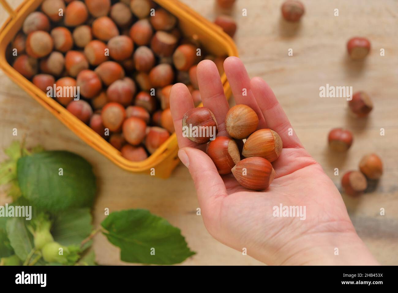 Hazelnut basket.Hand pouring nuts into the basket on a wooden table ...