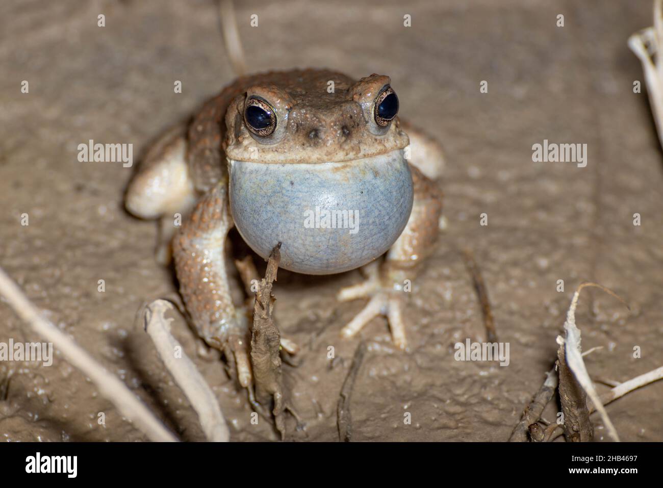 Red-spotted Toad, (Anaxyrus punctatus), Corralitos Ranch Road, New ...
