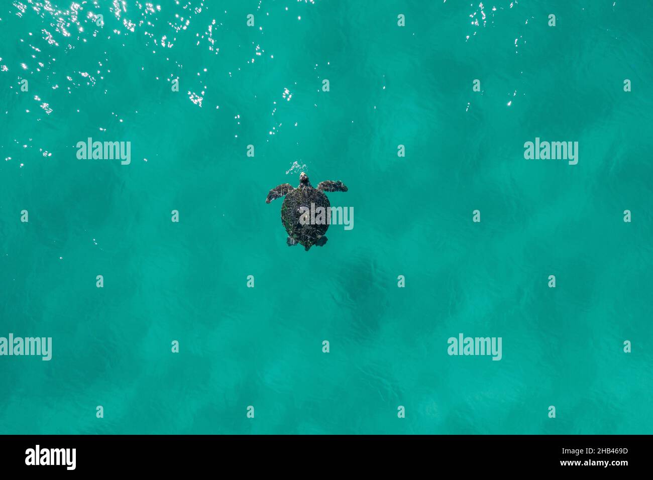 Turtle shell top view hi-res stock photography and images - Alamy