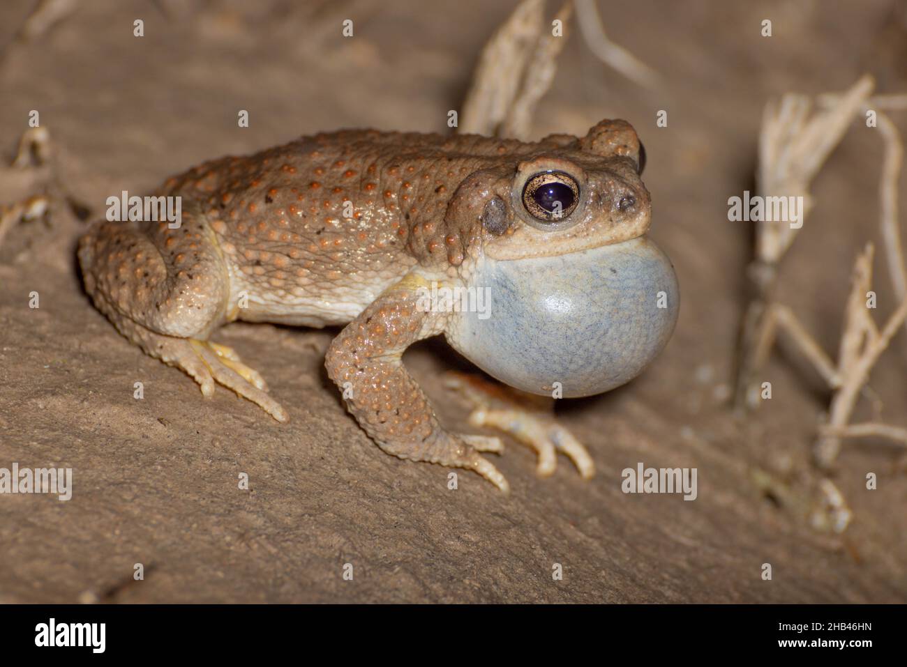 Red-spotted Toad, (Anaxyrus punctatus), Corralitos Ranch Road, New ...
