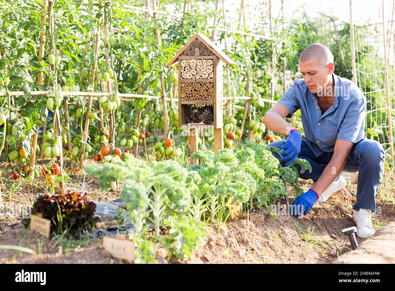Man hilling kales Stock Photo - Alamy