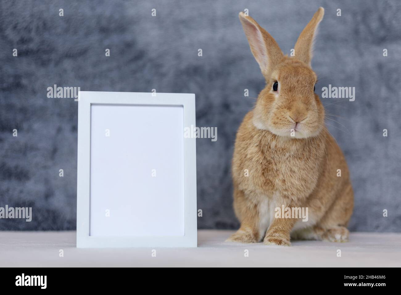 Rufus Rabbit poses next to white picture frame mockup with gray plush ...