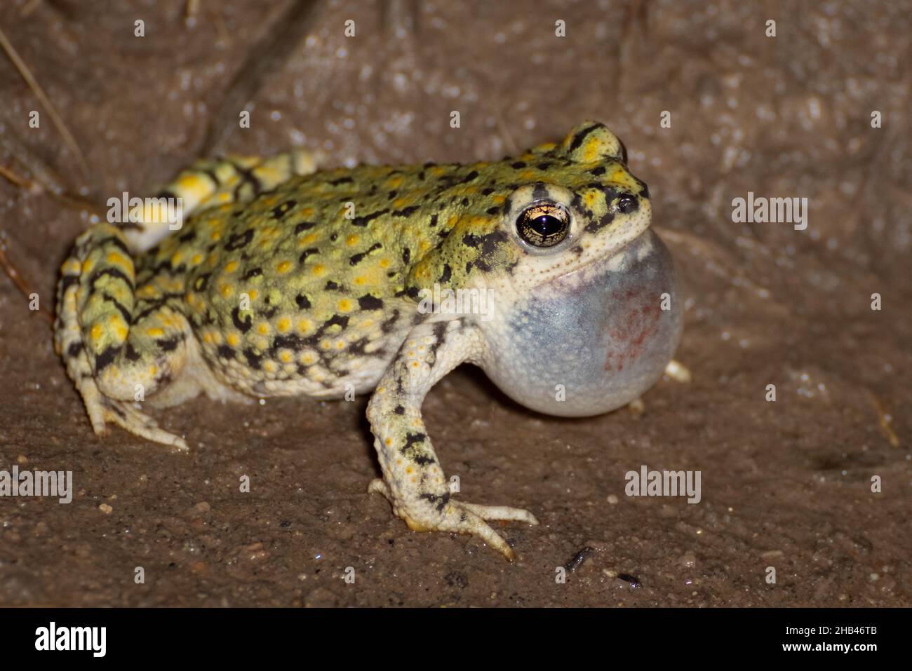 Calling male Western Green Toad, Anaxyrus debilis insidior), Corralitos ...